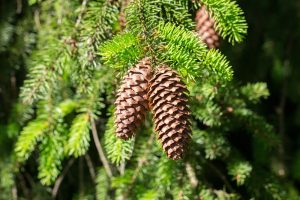 A Guide to Buying Specialist Conifers - Cool House Concepts