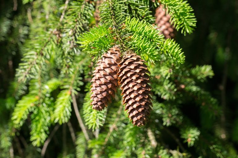 A Guide to Buying Specialist Conifers - Cool House Concepts