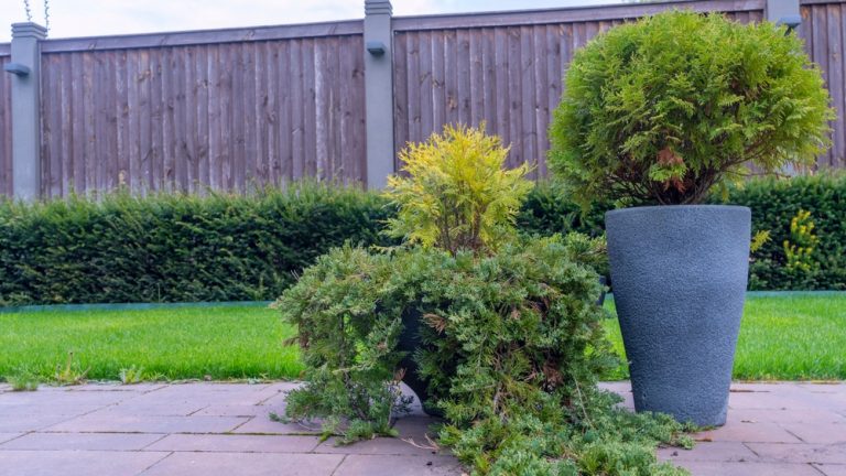 A Guide to Buying Specialist Conifers - Cool House Concepts